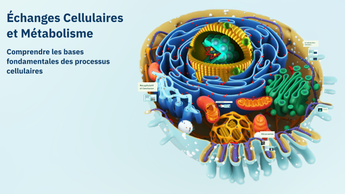 Échanges Cellulaires et Métabolisme by Morgane Girardot on Prezi