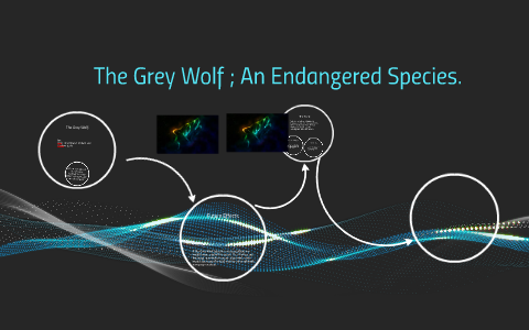 The Grey Wolf ; Endangered Species. by Izzy Fisher on Prezi