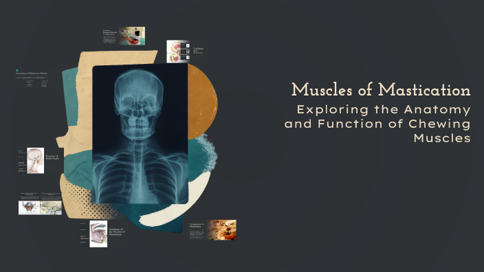 Muscles of Mastication by Nedaa Azhar on Prezi