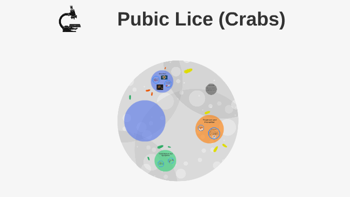 Pubic Lice (Crabs) by Liem Nguyen on Prezi