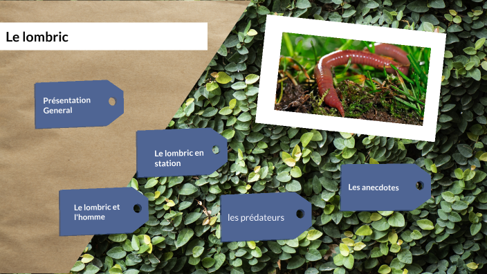 Lombric by Lucas Froment on Prezi
