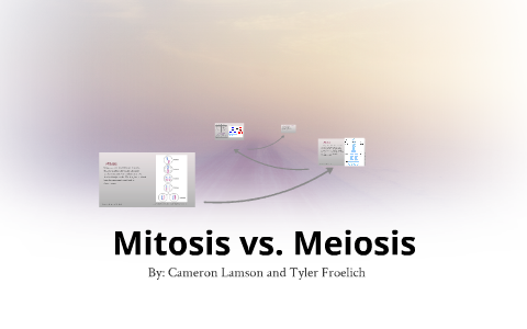 Mitosis vs. Meiosis by Cameron Lamson on Prezi