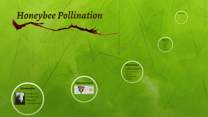 Honeybee Pollination by on Prezi
