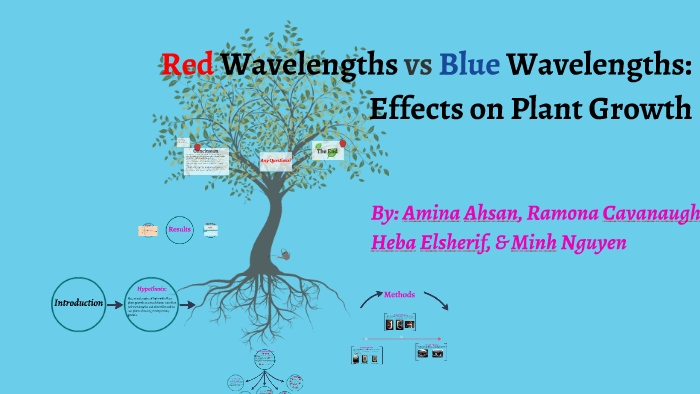Red Wavelengths vs Blue Wavelengths by Heba Elsherif on Prezi