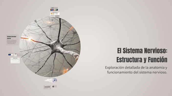 El Sistema Nervioso: Estructura y Función by ERICK EDISON BURGOS ...