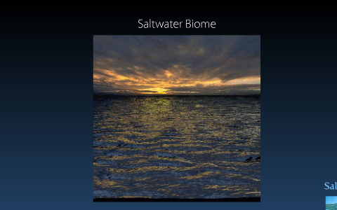 Saltwater Biome by John Brady