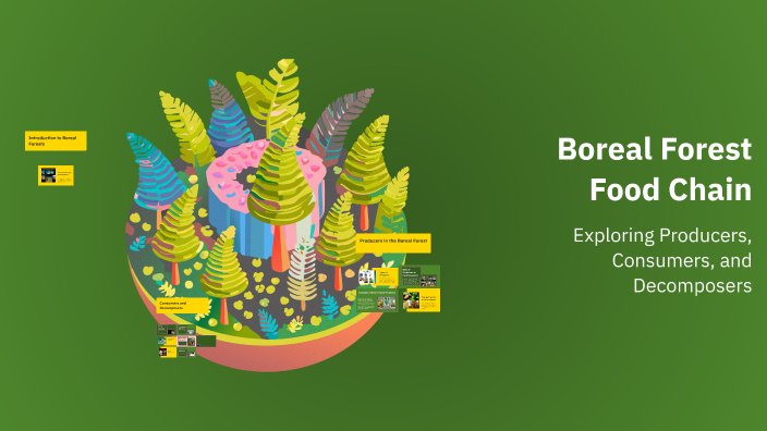 Boreal Forest Food Chain by Christopher Corley on Prezi