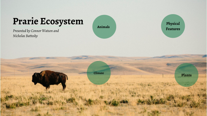 Prairie Ecosystem Presentation by Connor Watson on Prezi