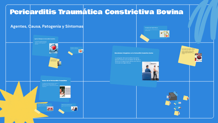 Pericarditis Traumática Constrictiva Bovina by Alexon Rodriguez on Prezi