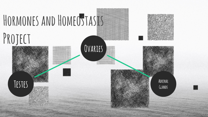 Hormones and Homeostasis Project by on Prezi