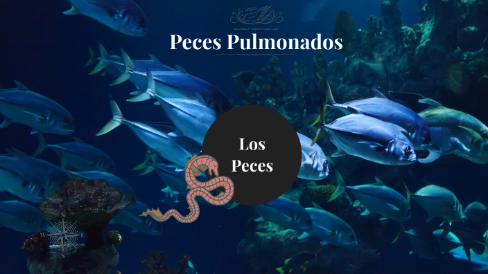 Peces Pulmonados by mapple 243 on Prezi