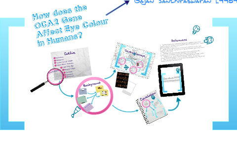 How does the OCA2 Gene Effect Eye Colour in Humans? by Abeer Ahmed on Prezi
