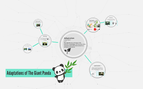 The Adaptations of Giant Pandas by Hannah Shirley on Prezi