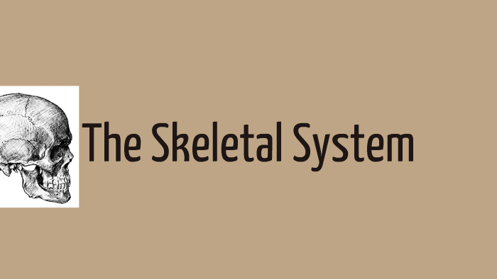 The Skeletal System by JD Huitt
