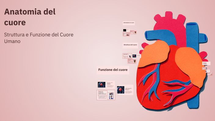 Anatomia del cuore by Martina Volpe on Prezi