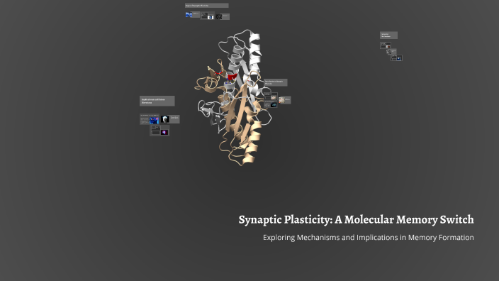 Synaptic Plasticity: A Molecular Memory Switch by Ayyüce Avcı on Prezi