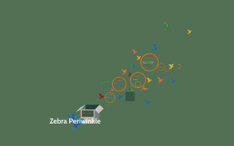 Zebra Periwinkle by Erika Villanueva on Prezi