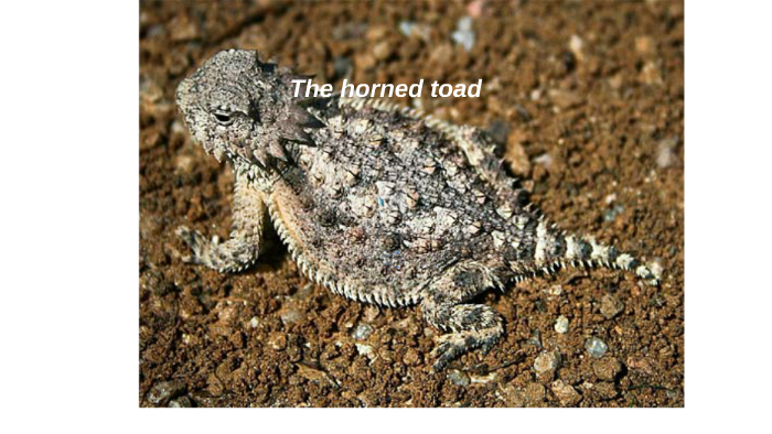 The horned toad by Jacob Schrupp on Prezi