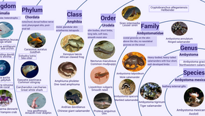 axolotl taxonomy by Ashley Gregorio [STUDENT] on Prezi Design