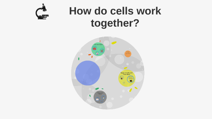 How do cells work together? by Heather Sweers on Prezi