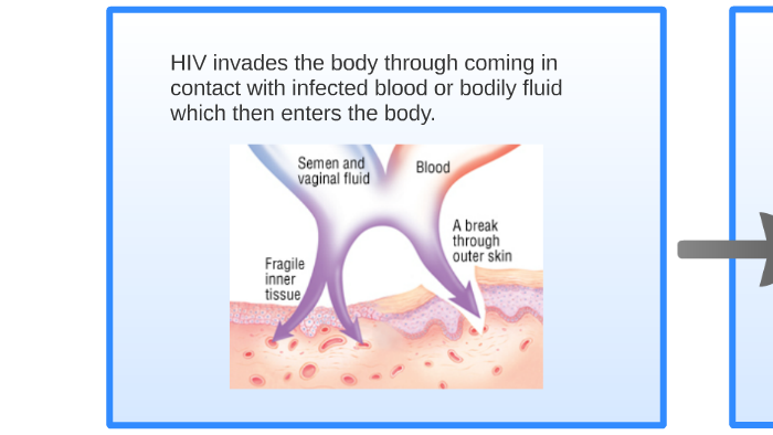 HIV Immunity Flow Chart by Emily Hunter on Prezi