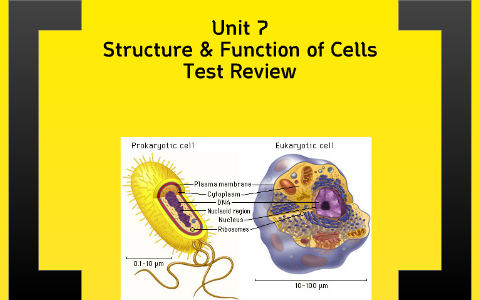 Unit 7 Structure & Function of Cells Test Review by Misty Mitchell on Prezi