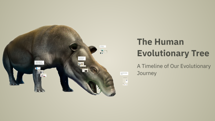 The Human Evolutionary Tree by Katherine Heidelbaugh on Prezi