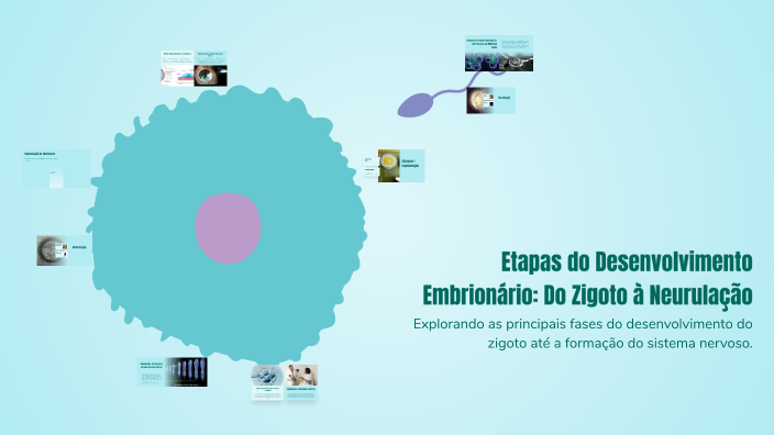 Etapas do Desenvolvimento Embrionário: Do Zigoto à Neurulação by ...
