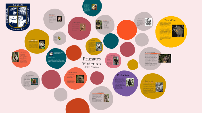 Primates by Keily Estefany Carrillo Ramos on Prezi