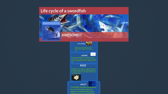 Life cycle of a swordfish by Group 7 CSCC on Prezi
