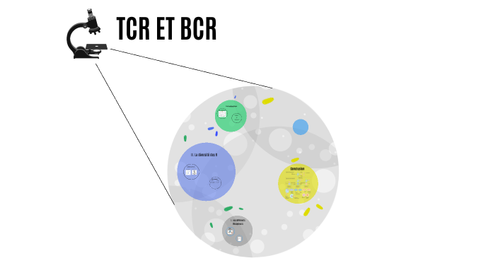 BCR ET TCR by louise landry on Prezi