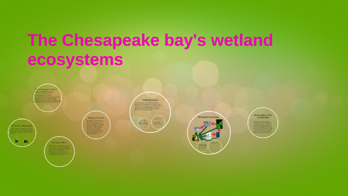 The Chesapeake bay's wetlands ecosystems by Grace A on Prezi