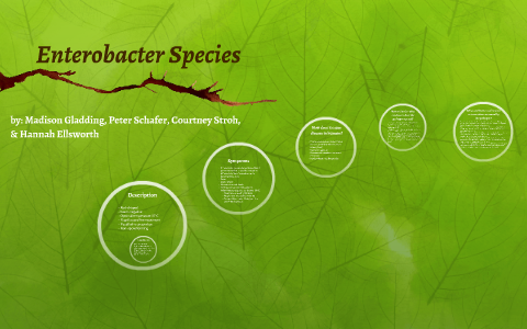Enterobacter Species by Madison Gladding on Prezi
