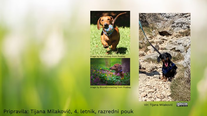Opis živali (3. razred) by Tijana Milakovič on Prezi