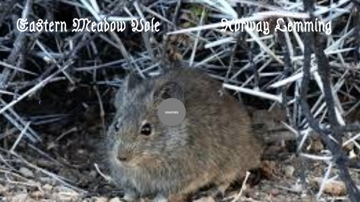 Eastern Meadow Vole and Norway Lemming by Carson Buchan on Prezi
