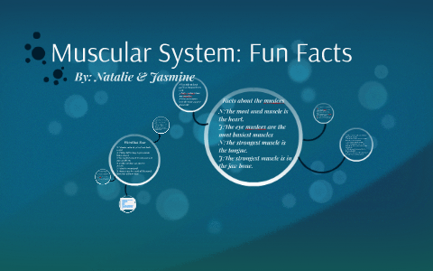 Muscular System: Fun Facts by Natalie Kronschnabel on Prezi