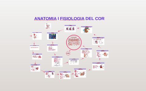 ANATOMIA I FISIOLOGIA DEL COR by sami srh on Prezi