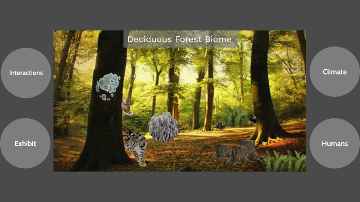 Deciduous Forest Biome by Chase Howard on Prezi