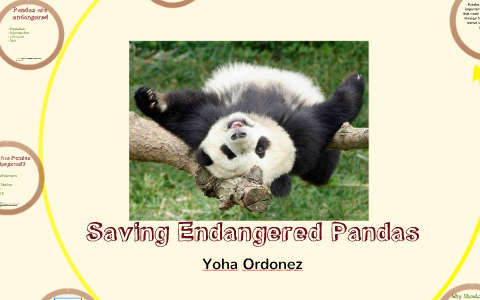 Saving Endangered Pandas by Yoha Ordonez on Prezi