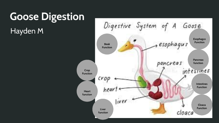 Avian digestive system by hayden may on Prezi