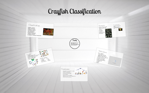 Crayfish Classification by Daisy Rodarte on Prezi