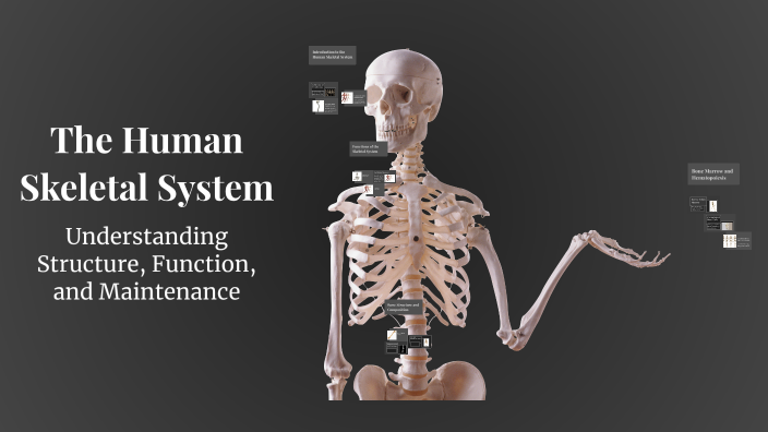 The Human Skeletal System by Hope Durst on Prezi