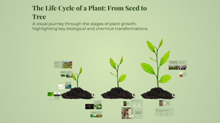 The Life Cycle of a Plant: From Seed to Tree by Abhijeet Gole on Prezi
