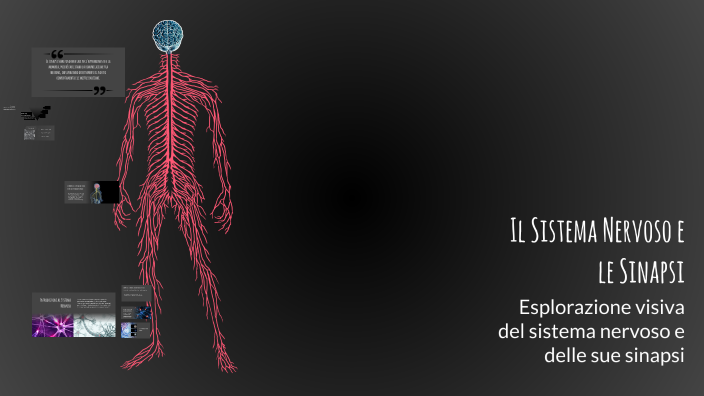 Il Sistema Nervoso e le Sinapsi by Gabriele Capellini on Prezi