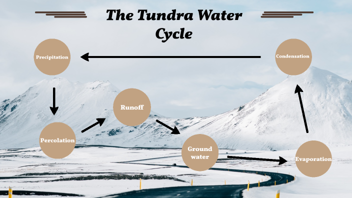 Tundra Water Cycle by Karley Freudenburg on Prezi