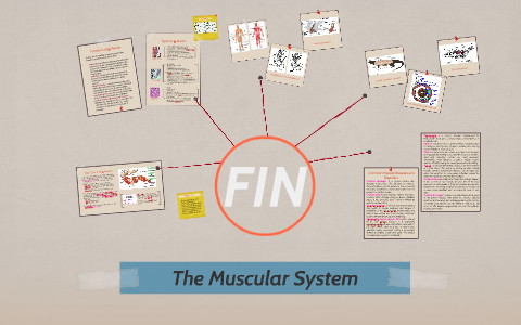 The Muscular System by Fatima Ezra Viray on Prezi