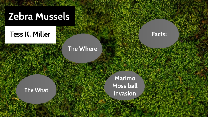 Zebra Mussels- Invasive Species Project by Tessa Miller on Prezi