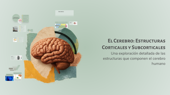 El Cerebro: Estructuras Corticales y Subcorticales by Karen Liceth ...