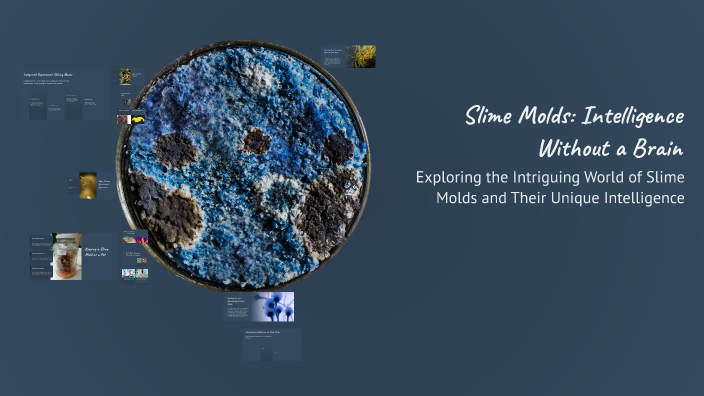 Slime Molds: Intelligence Without a Brain by Ксения Лаврентьева on Prezi