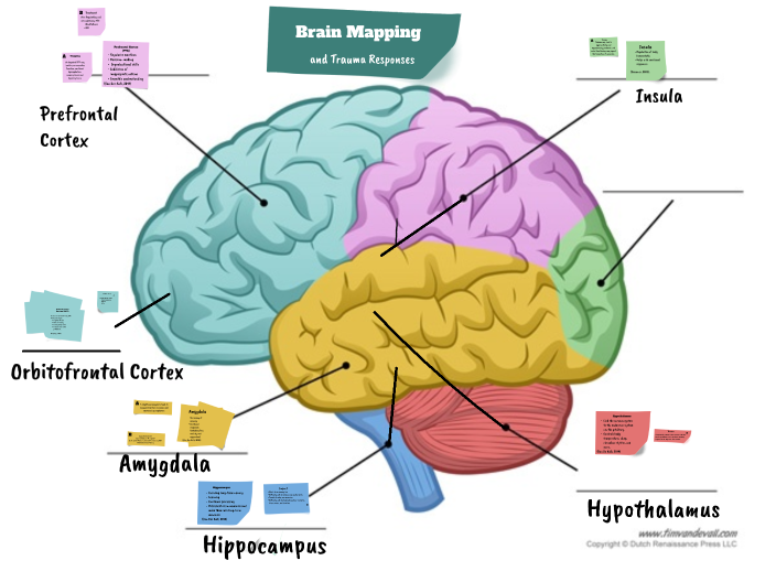 Brain Map and trauma by Liz Schacht on Prezi